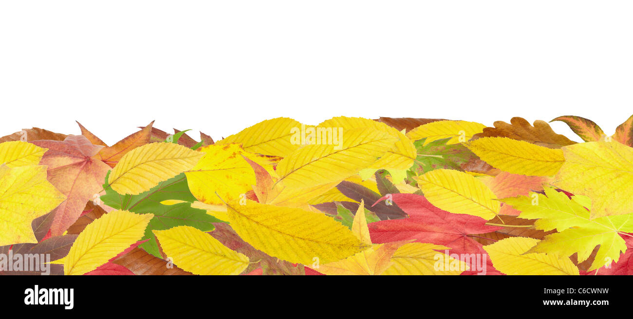 Fallen autumn leaves border Stock Photo - Alamy