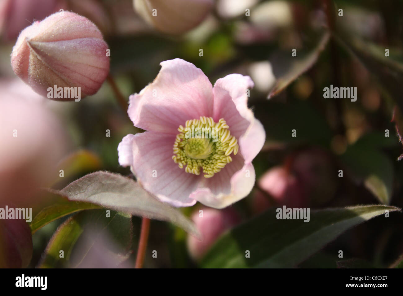 Bloom collection hi-res stock photography and images - Alamy