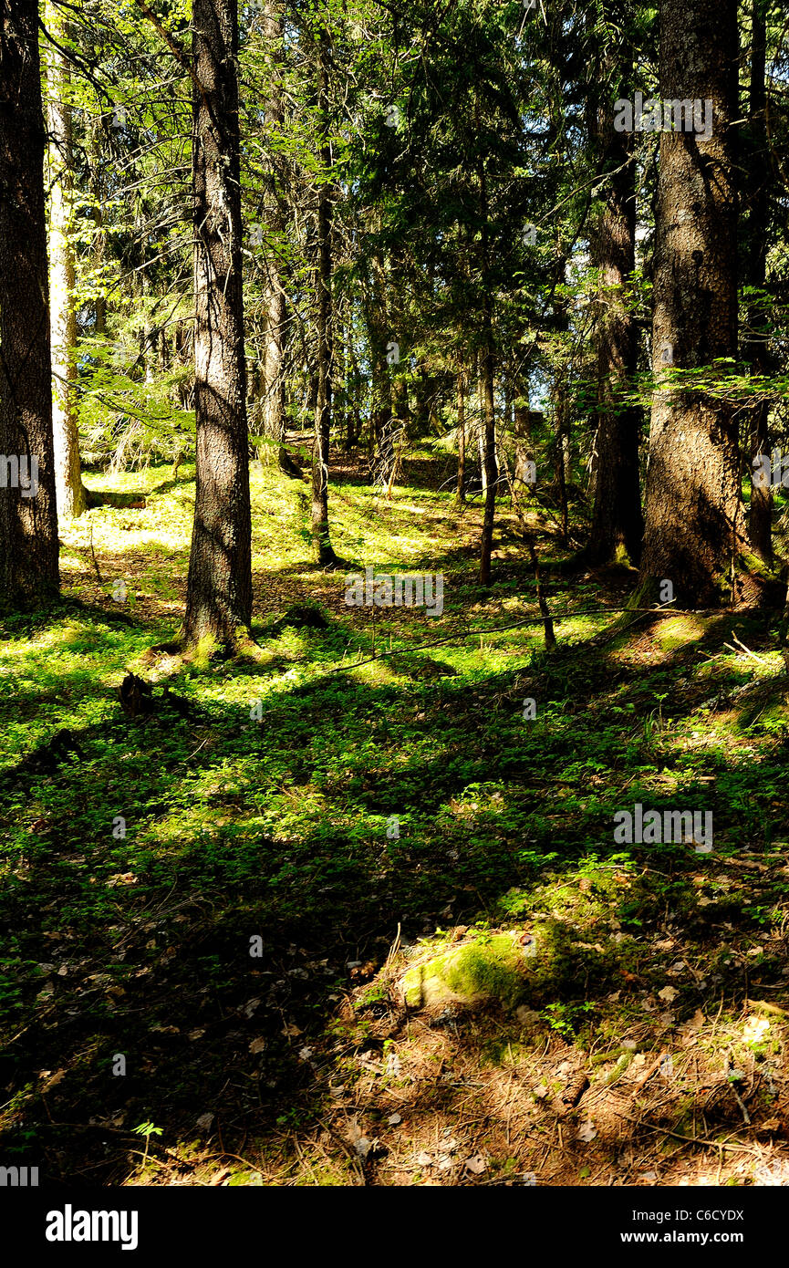 Inside the forest hi-res stock photography and images - Alamy
