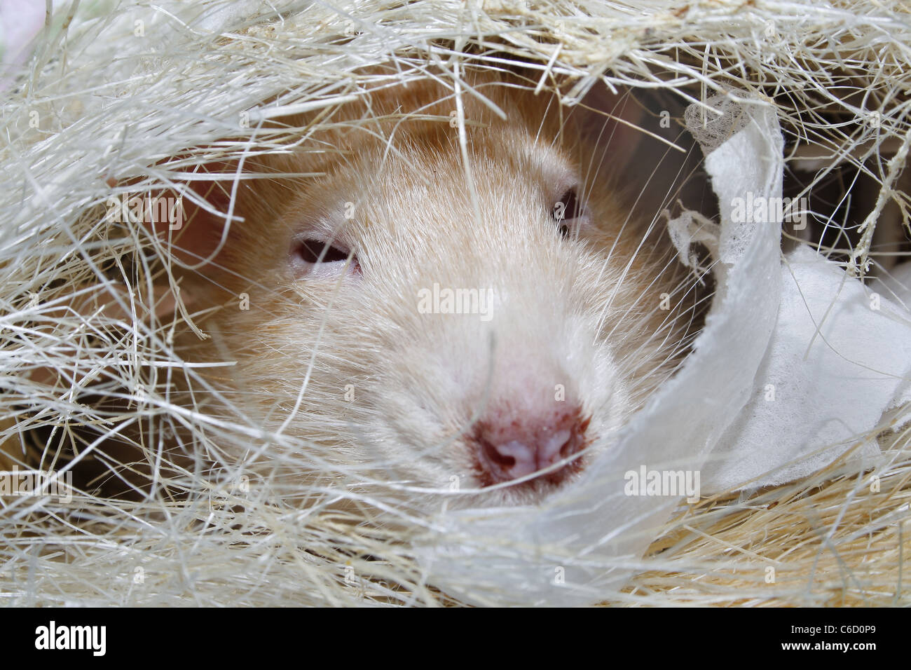 Sleeping rat nest hi-res stock photography and images - Alamy