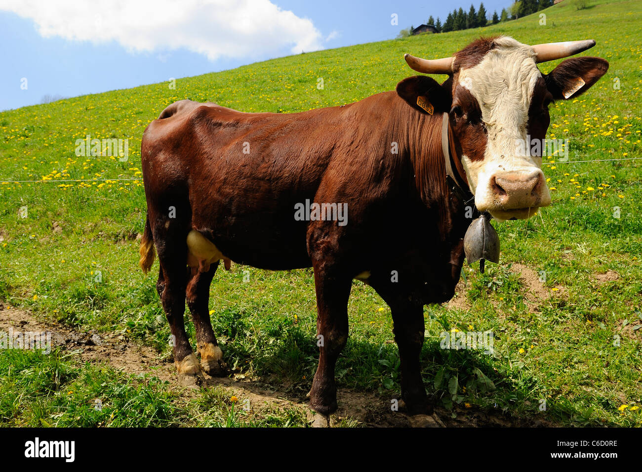 Abondance Cow High Resolution Stock Photography and Images - Alamy