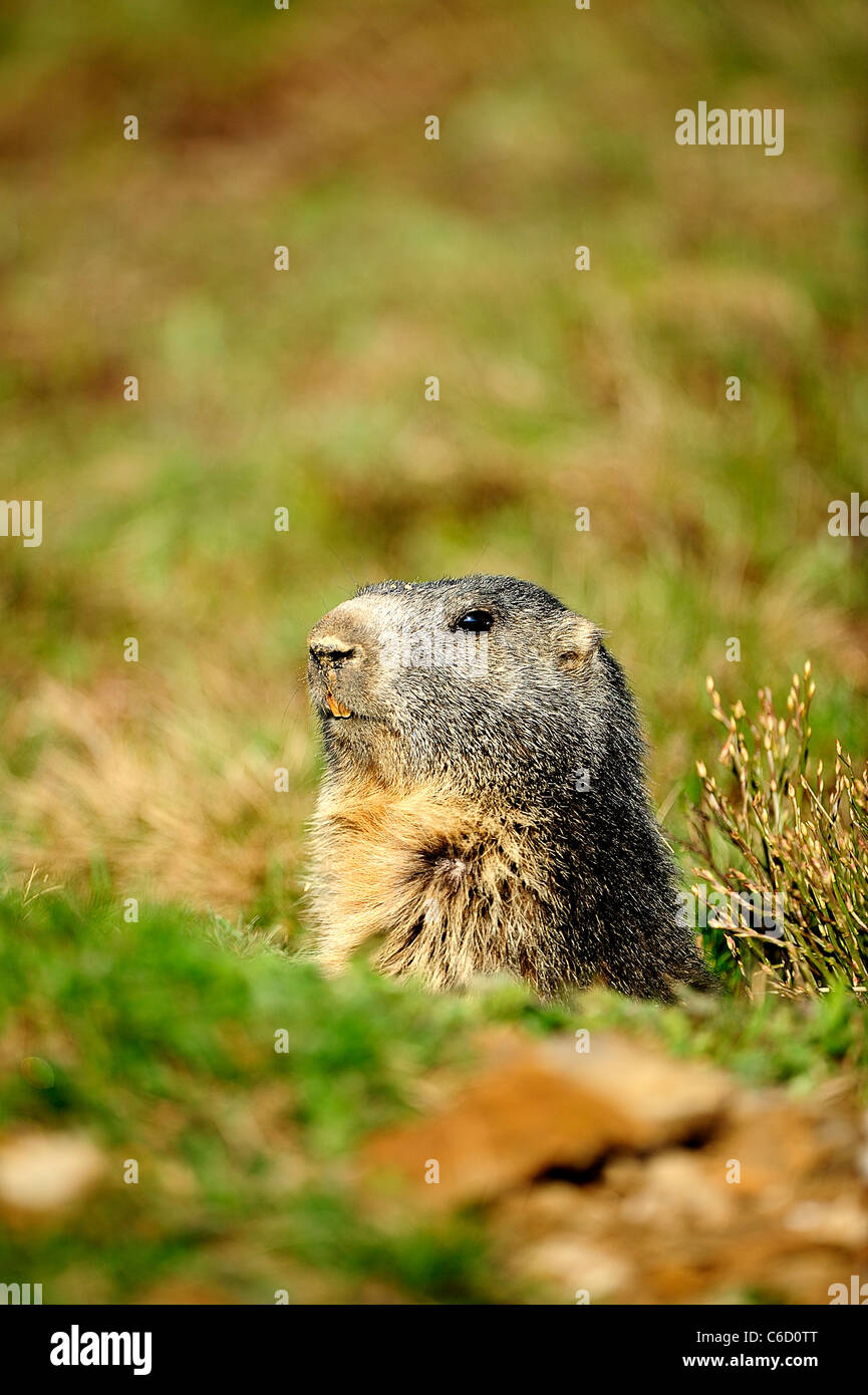 Alpine marmot (scientific name: Marmota marmota) in Beaufortain region ...