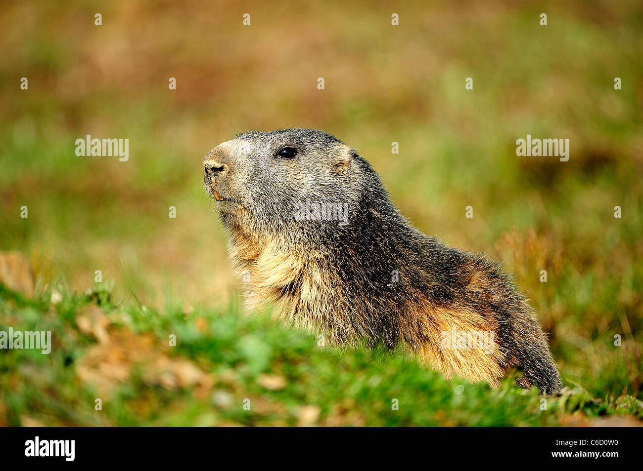 Alpine marmot (scientific name: Marmota marmota) in Beaufortain region ...