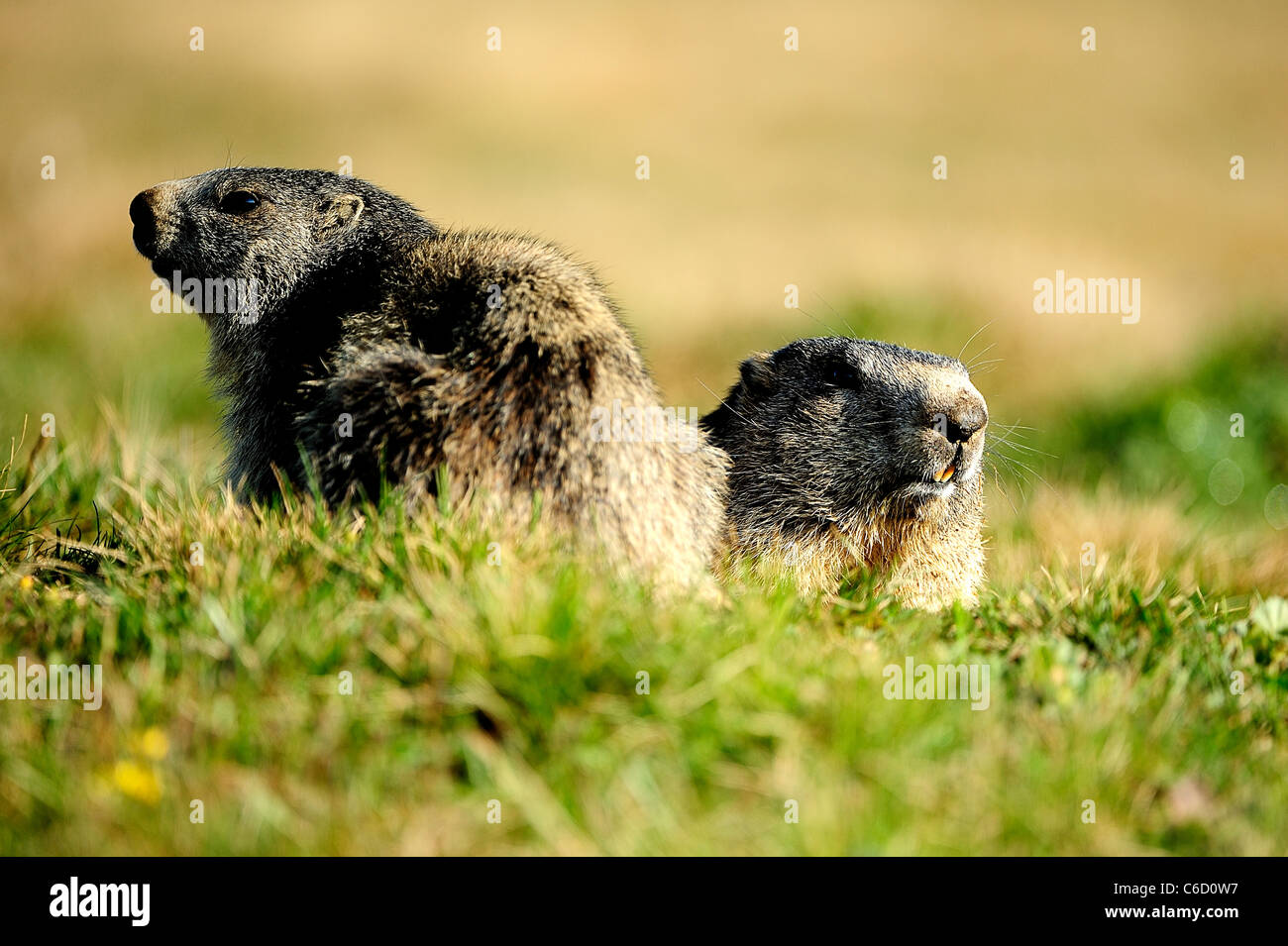 Alpine marmot (scientific name: Marmota marmota) in Beaufortain region ...
