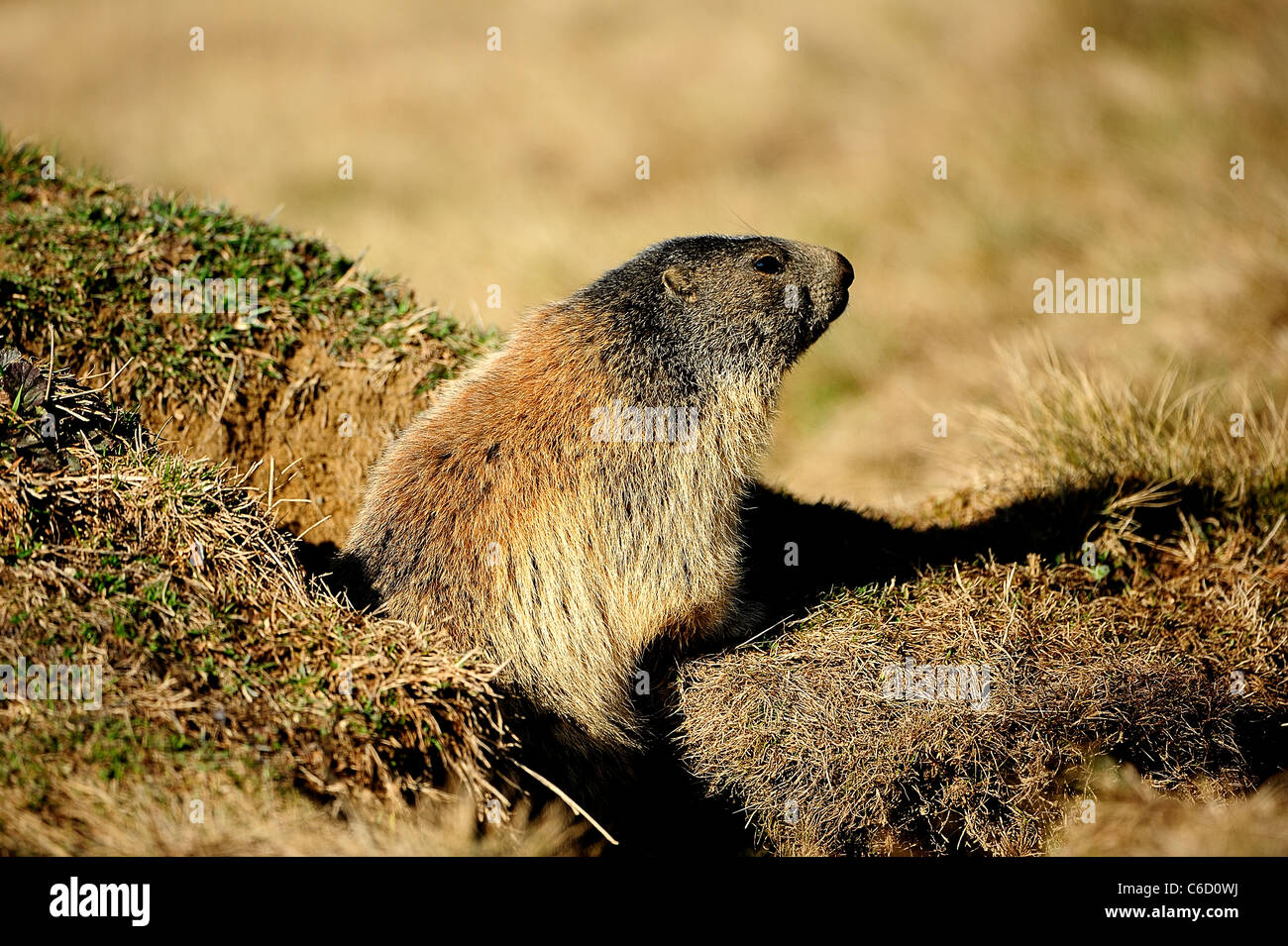 Alpine marmot (scientific name: Marmota marmota) in Beaufortain region ...