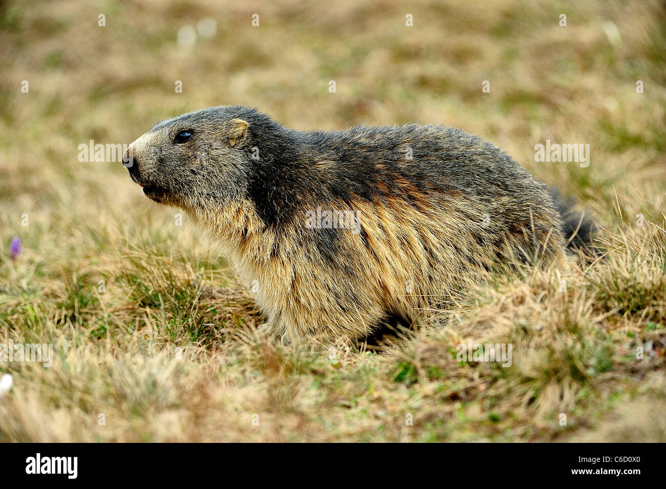 Alpine marmot (scientific name: Marmota marmota) in Beaufortain region ...