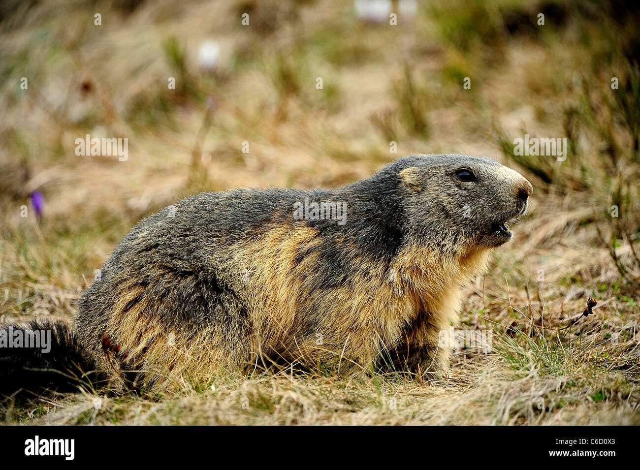 Alpine marmot (scientific name: Marmota marmota) in Beaufortain region ...