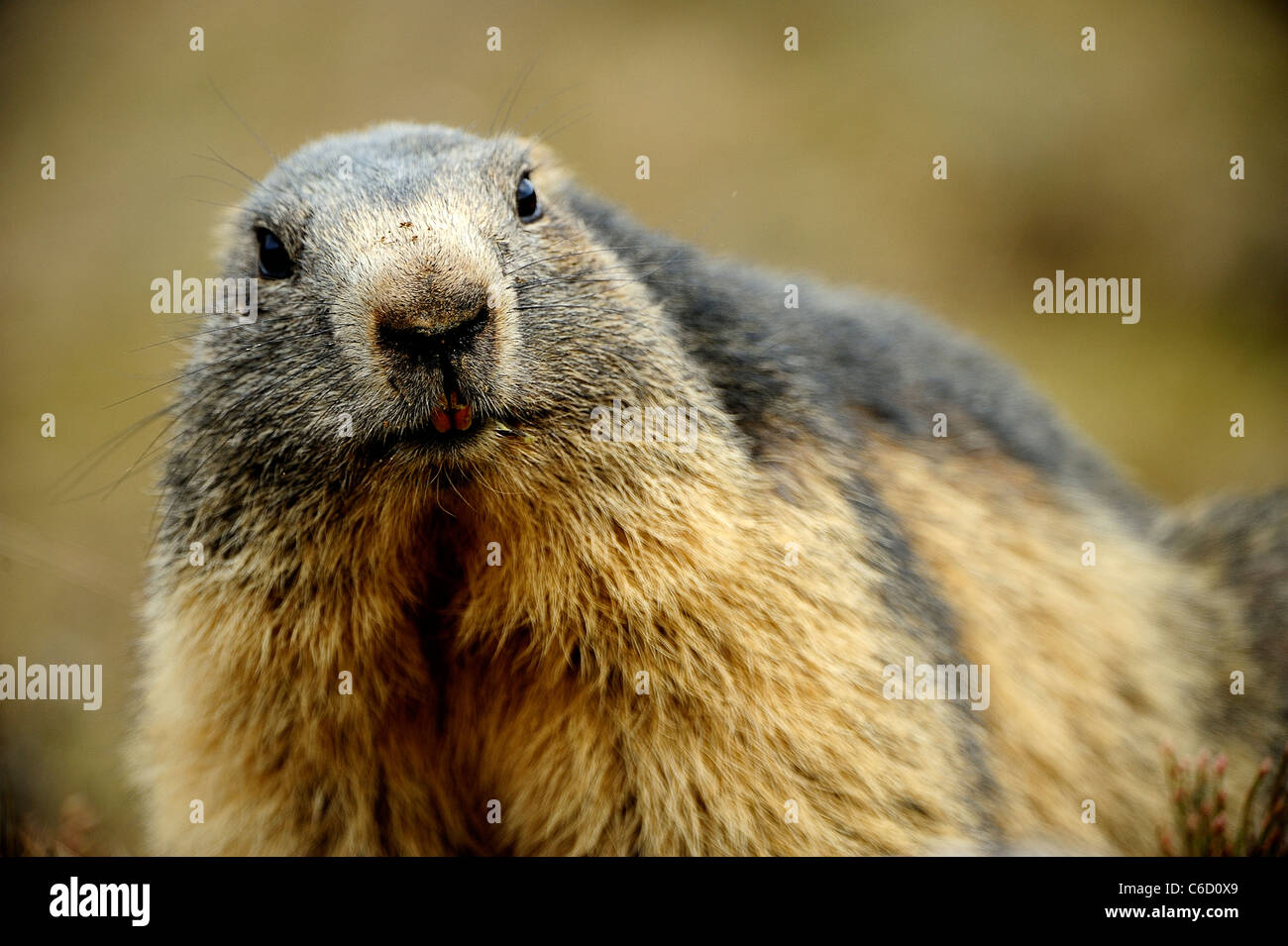 Alpine marmot (scientific name: Marmota marmota) in Beaufortain region ...