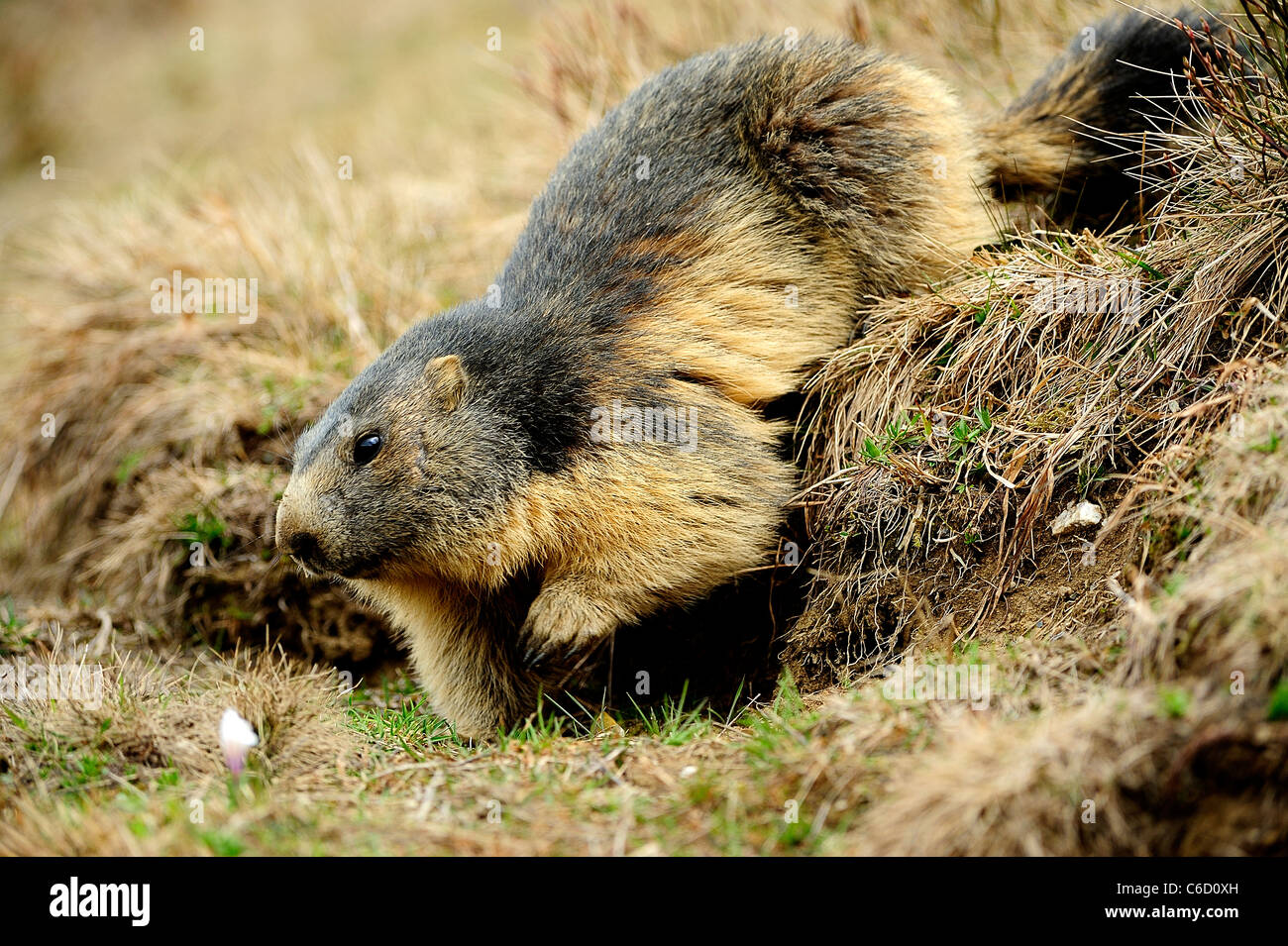Alpine marmot (scientific name: Marmota marmota) in Beaufortain region ...