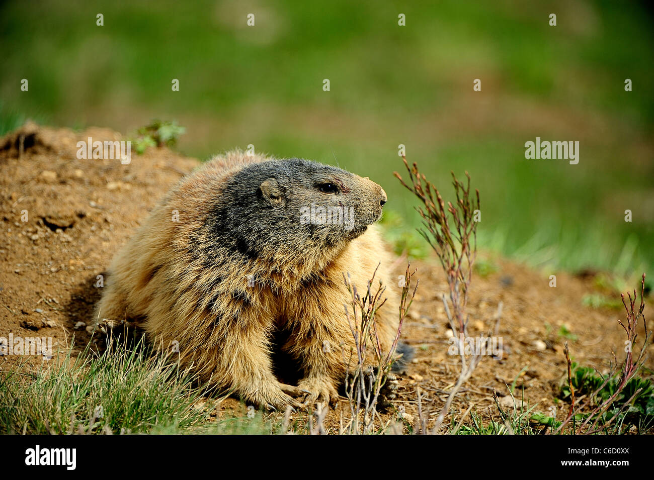 Alpine marmot (scientific name: Marmota marmota) in Beaufortain region ...