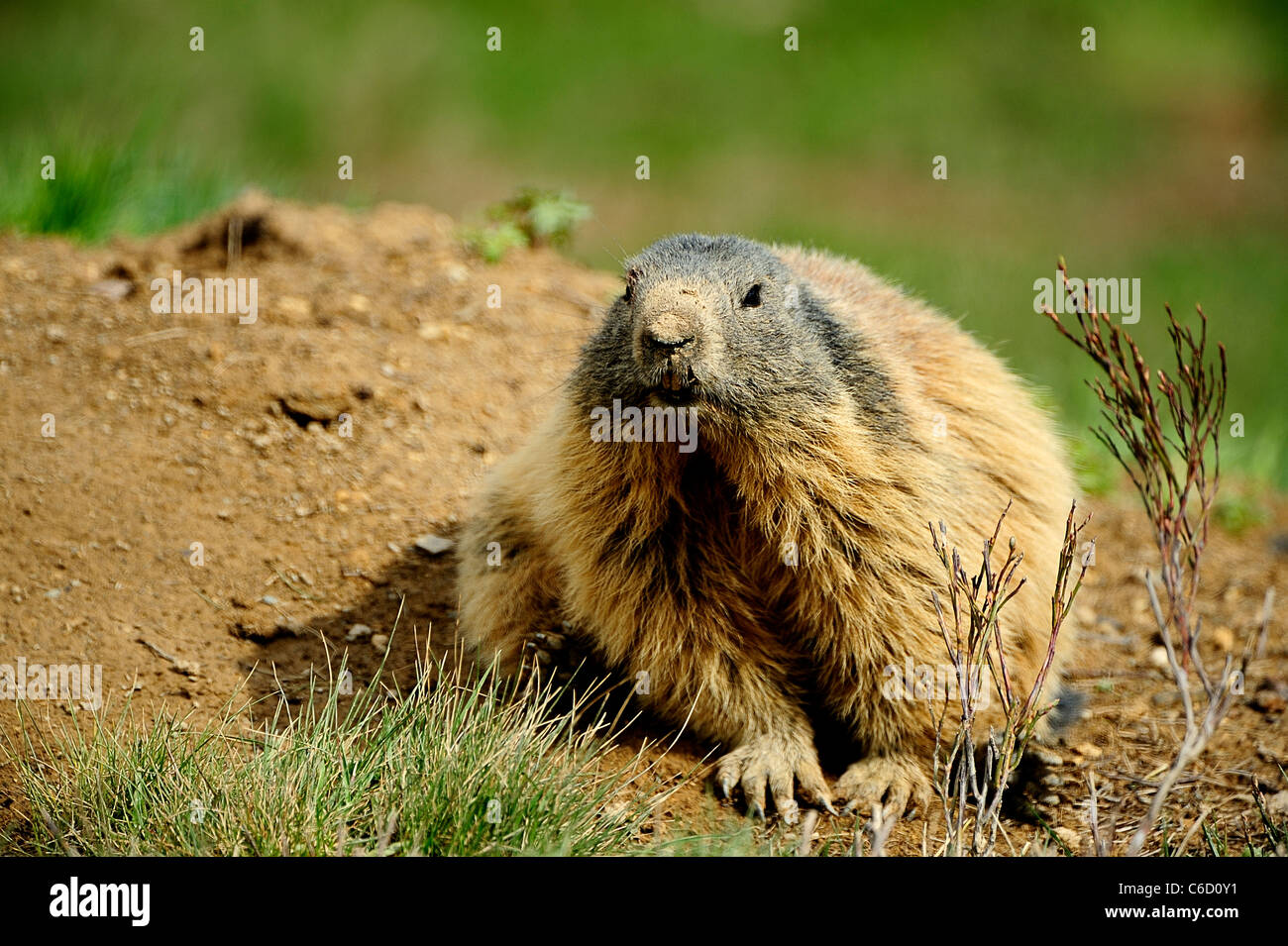 Alpine marmot in the french alps hi-res stock photography and images ...