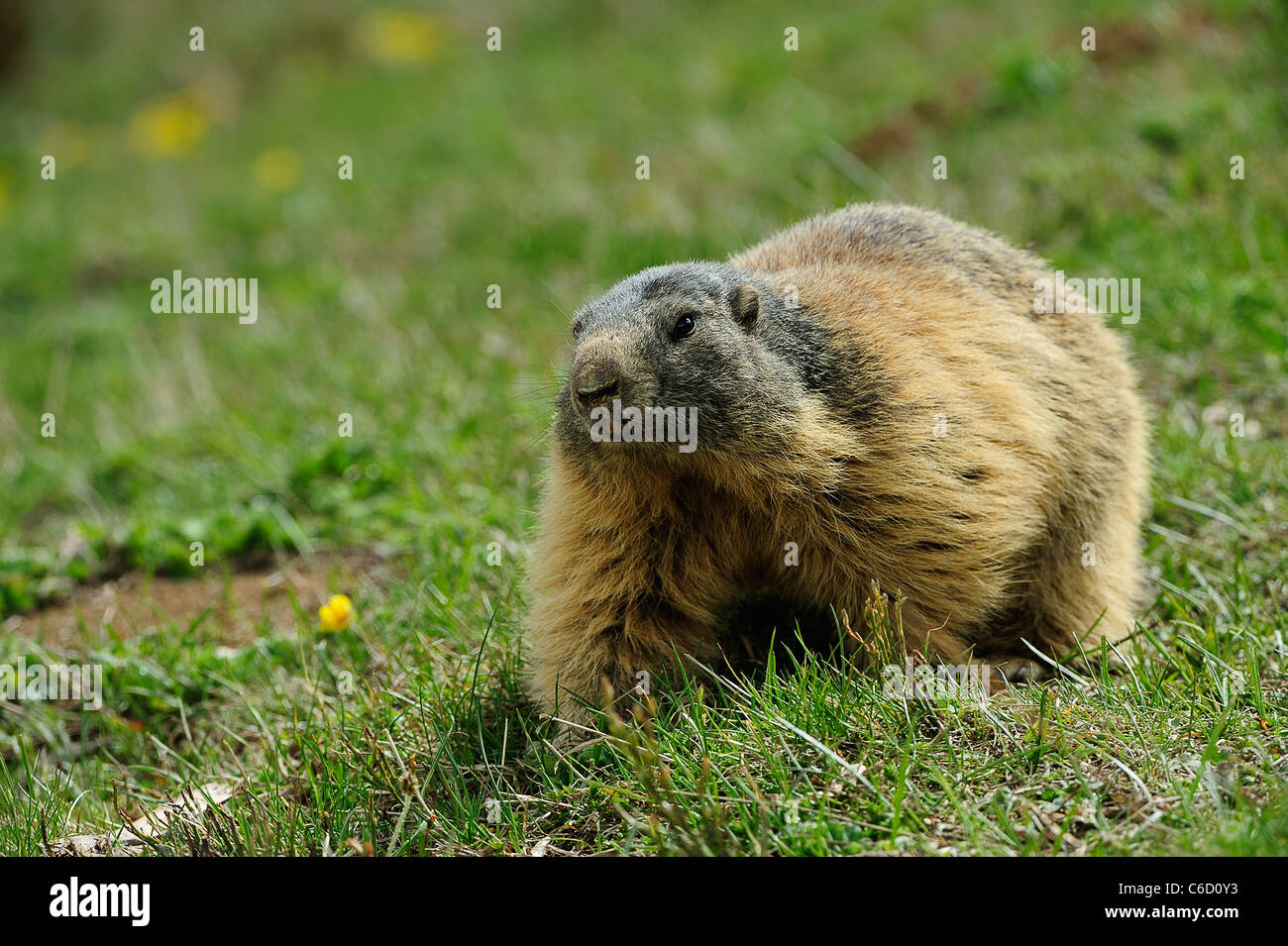 Alpine marmot (scientific name: Marmota marmota) in Beaufortain region ...