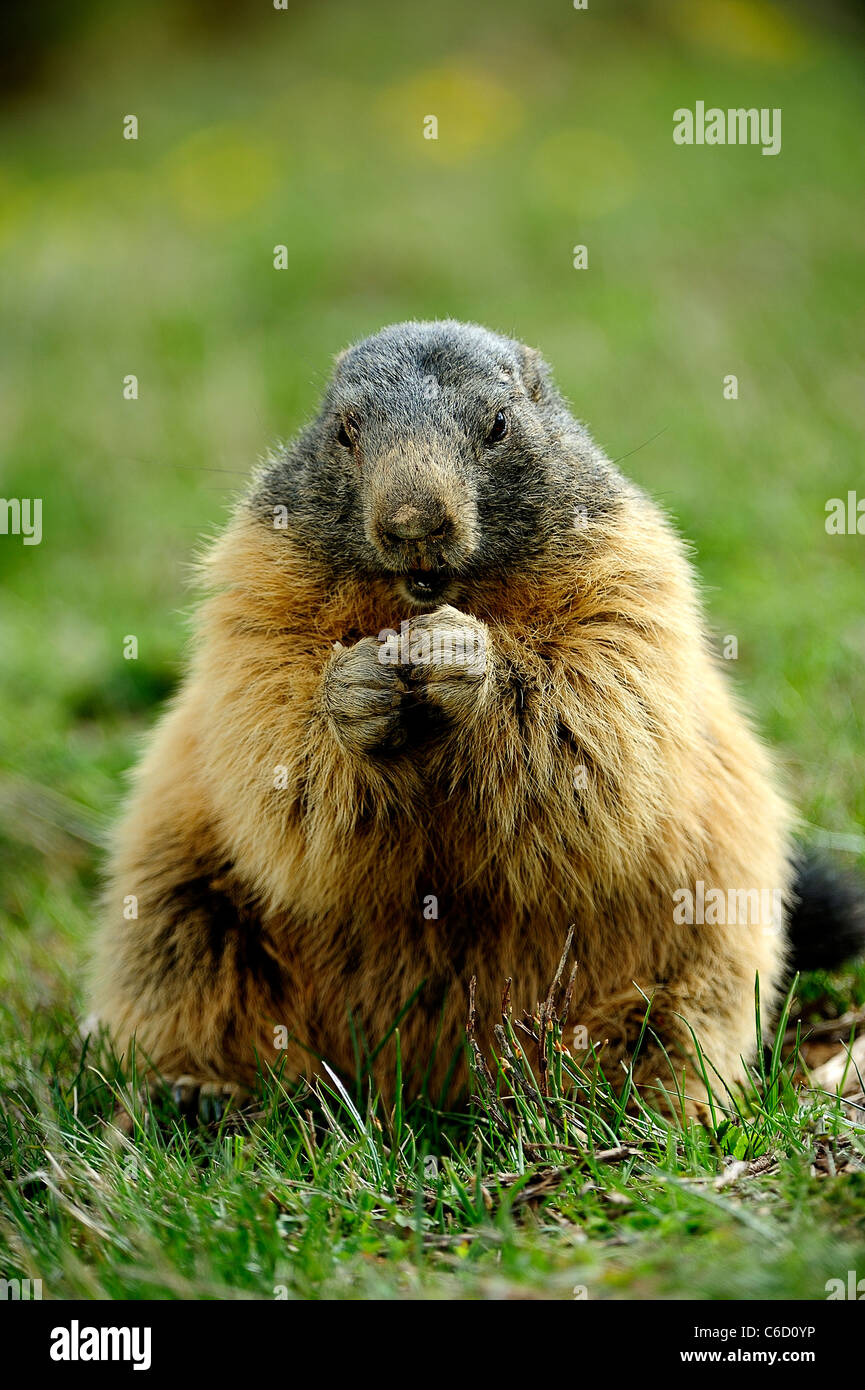 Alpine marmot (scientific name: Marmota marmota) in Beaufortain region ...