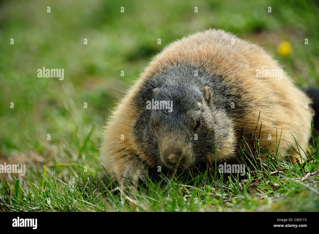 Alpine marmot (scientific name: Marmota marmota) in Beaufortain region ...