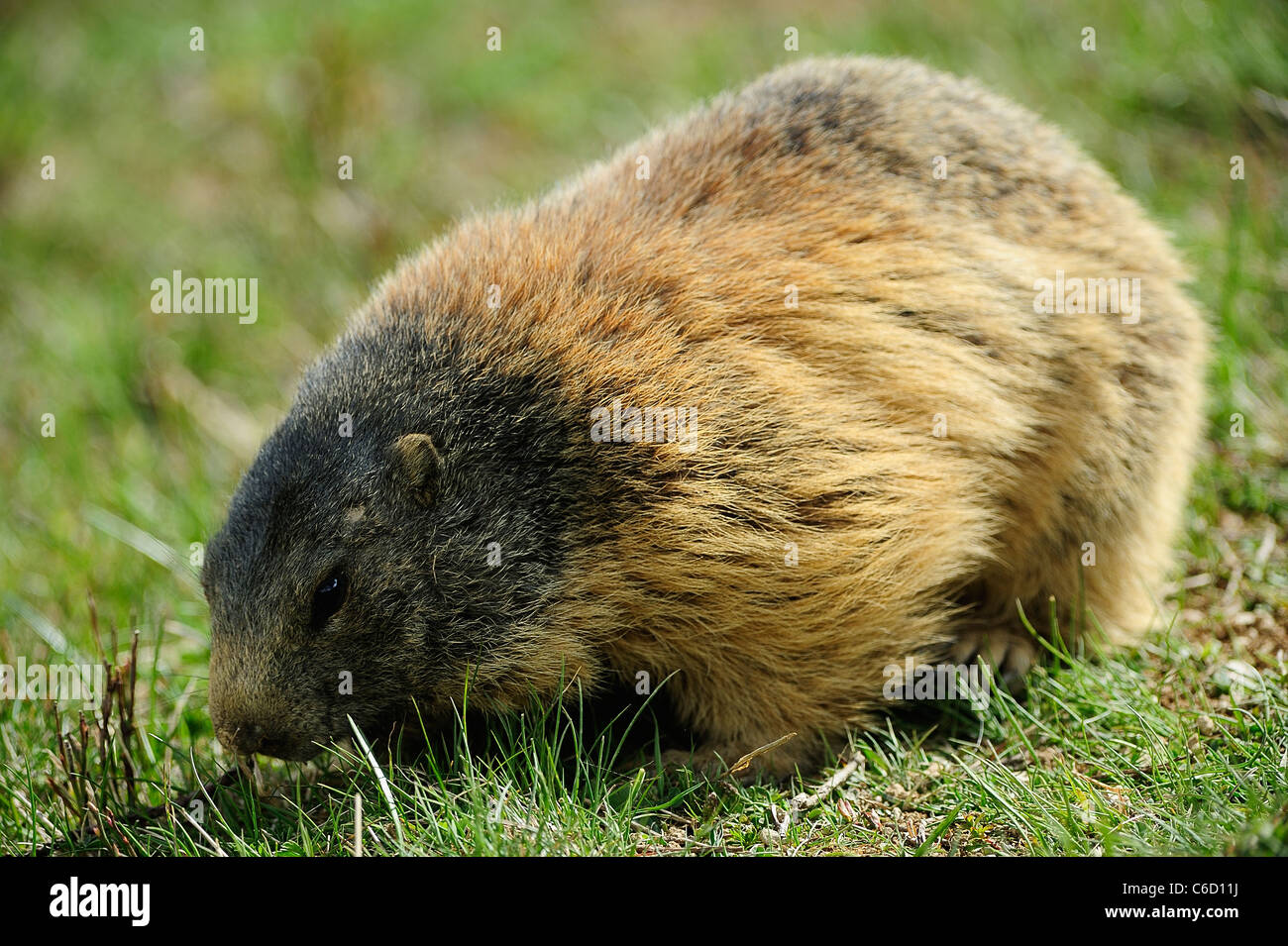 Alpine marmot in the french alps hi-res stock photography and images ...