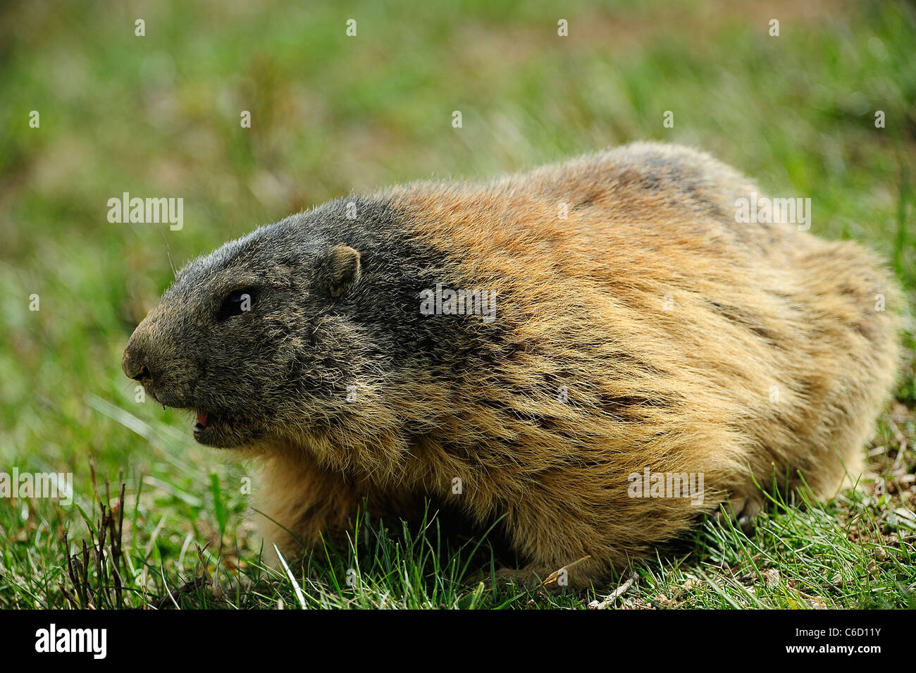 Alpine marmot in the french alps hi-res stock photography and images ...