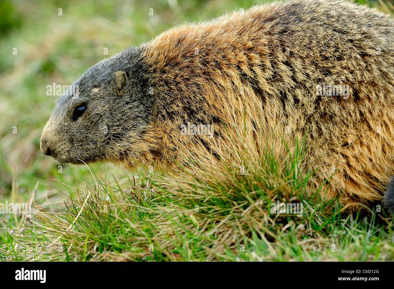 Alpine marmot (scientific name: Marmota marmota) in Beaufortain region ...