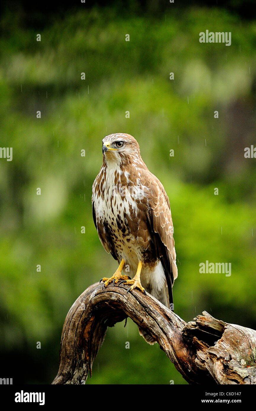 Common buzzard (scientific name: Buteo buteo) in Beaufortain region ...