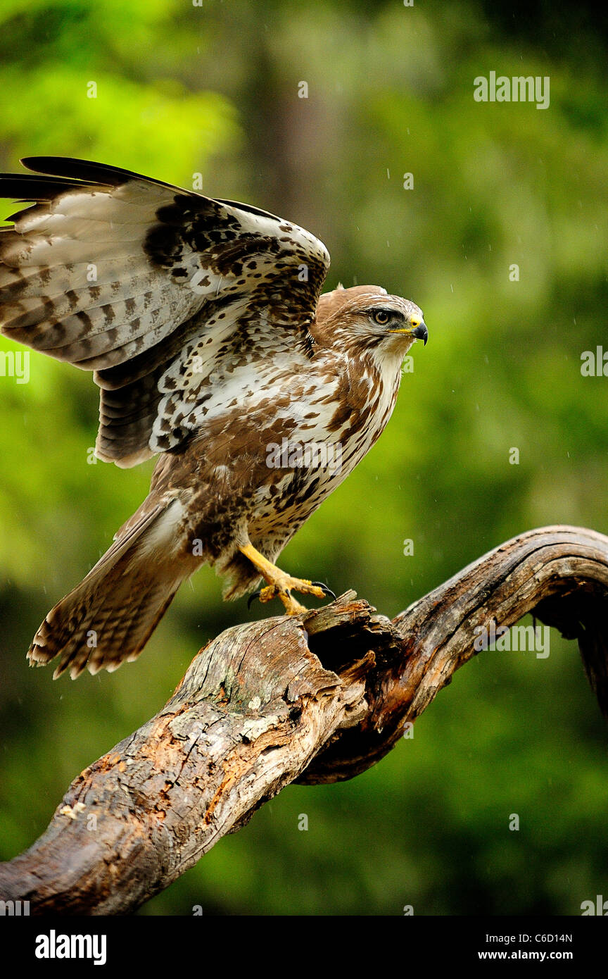 Buzzard hi-res stock photography and images - Alamy