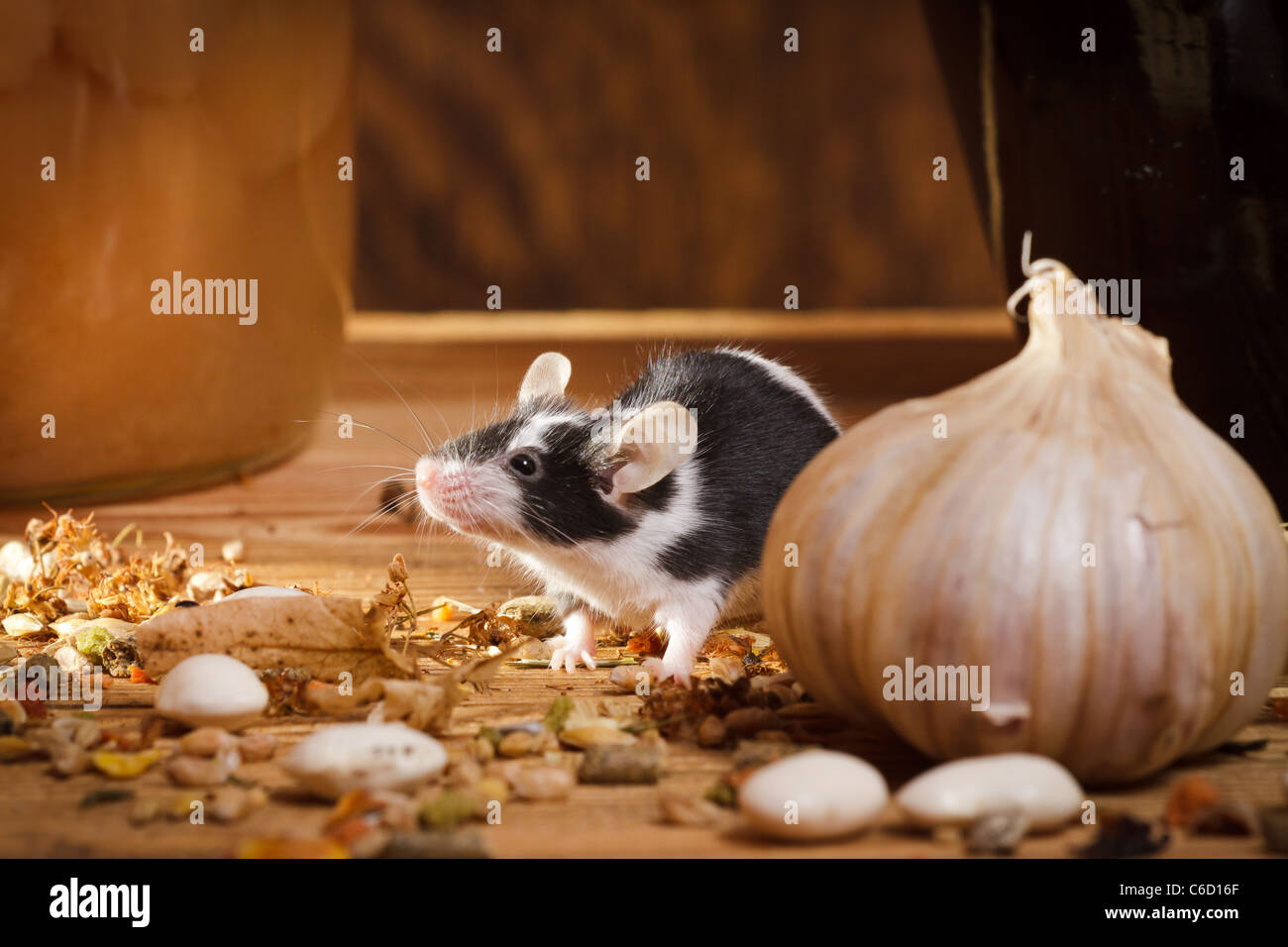 Small mouse smell something in basement Stock Photo - Alamy