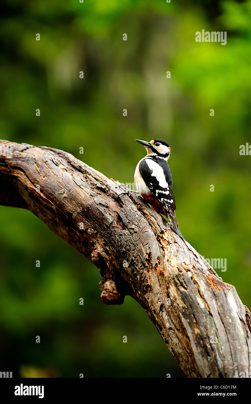 Great spotted woodpecker (scientific name: Dendrocopos major) in ...
