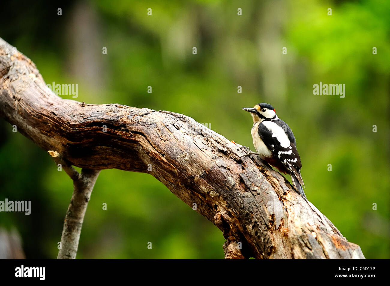 Great spotted woodpecker (scientific name: Dendrocopos major) in ...