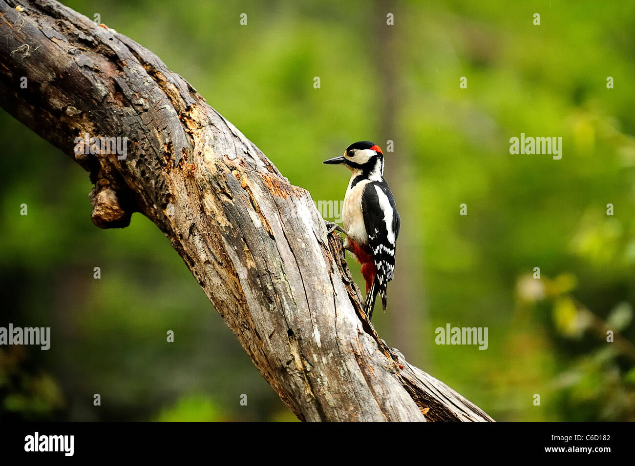 Great spotted woodpecker (scientific name: Dendrocopos major) in ...