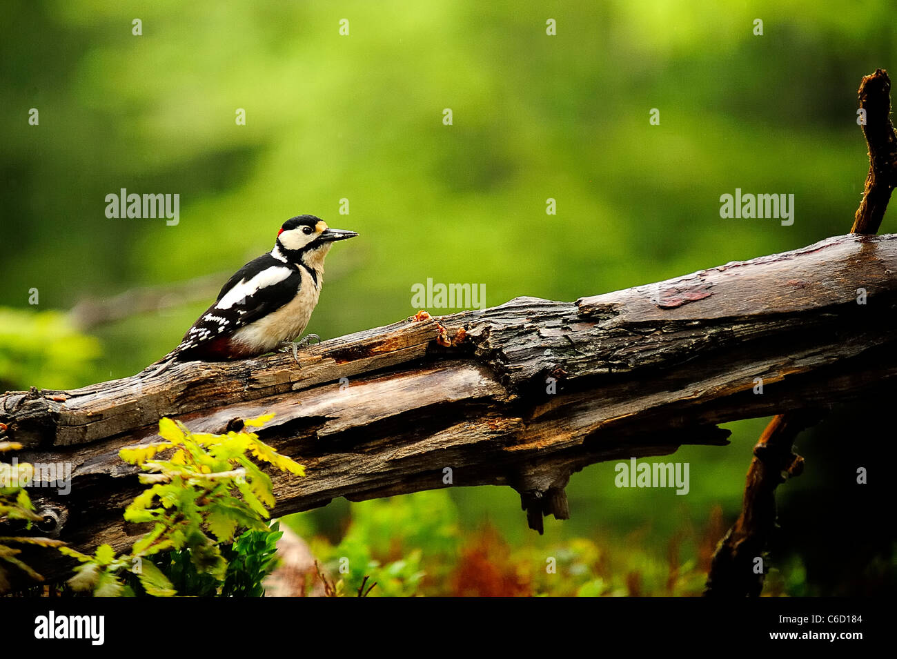 Great spotted woodpecker (scientific name: Dendrocopos major) in ...