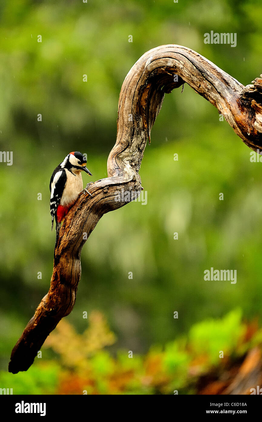 Great spotted woodpecker (scientific name: Dendrocopos major) in ...