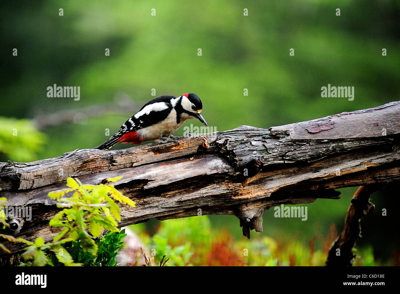 Great spotted woodpecker (scientific name: Dendrocopos major) in ...