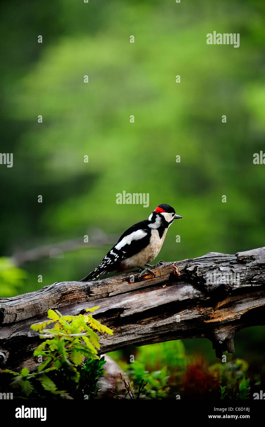 Great spotted woodpecker (scientific name: Dendrocopos major) in ...