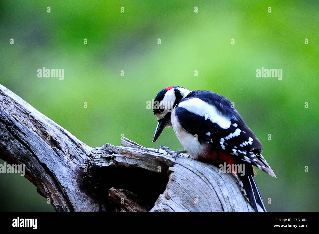 Great spotted woodpecker (scientific name: Dendrocopos major) in ...