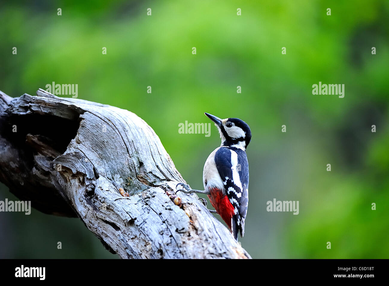 Great spotted woodpecker (scientific name: Dendrocopos major) in ...