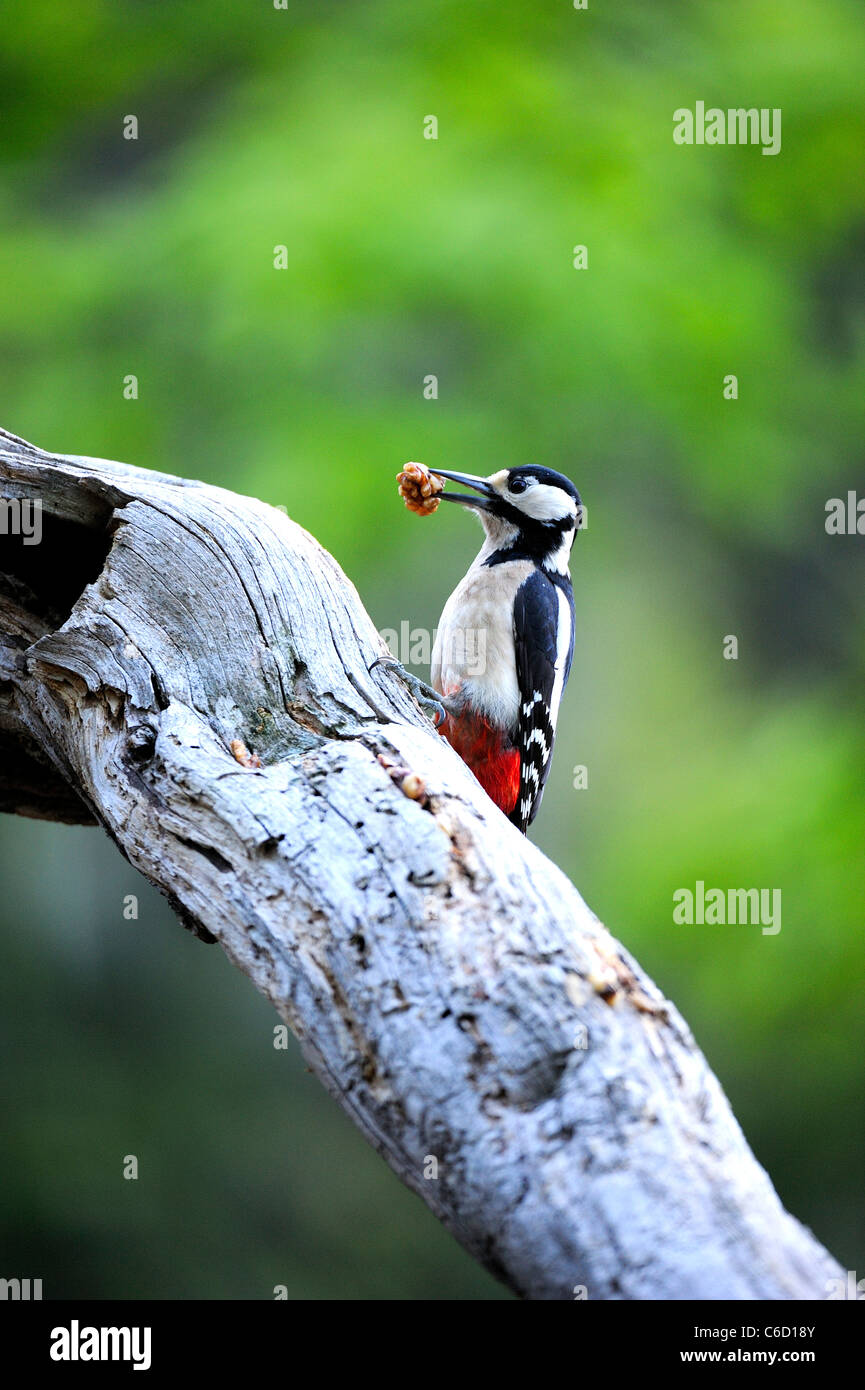 Great spotted woodpecker (scientific name: Dendrocopos major) in ...
