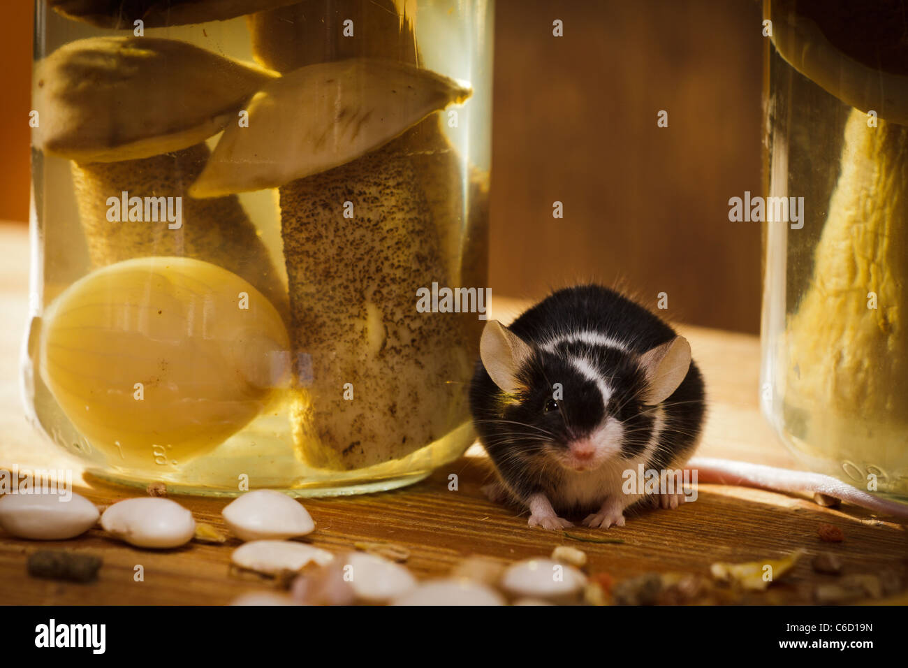Small mouse with jar and mushroom in basement Stock Photo - Alamy