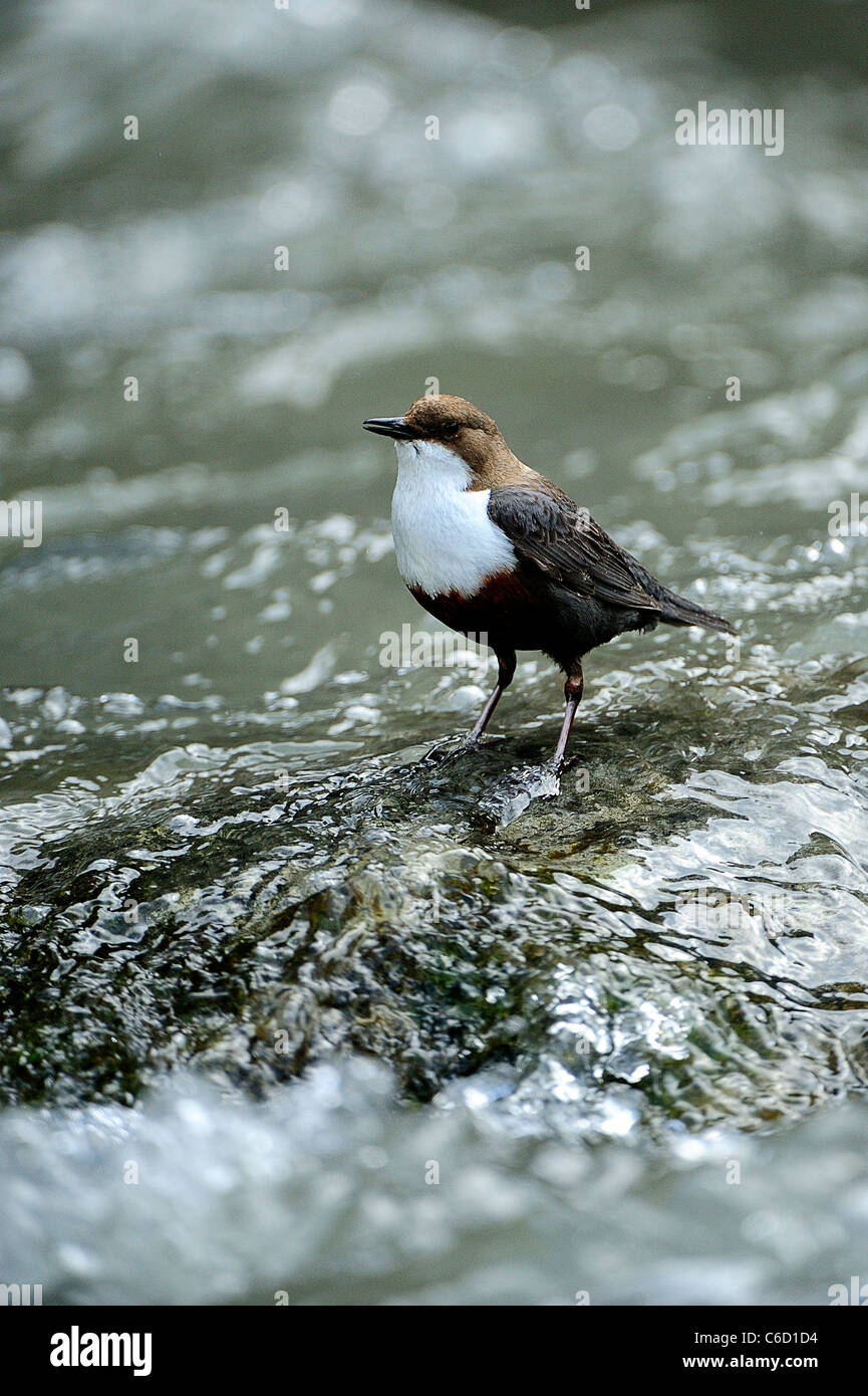 White-throated dipper (scientific name: Cinclus cinclus) fishing in a ...