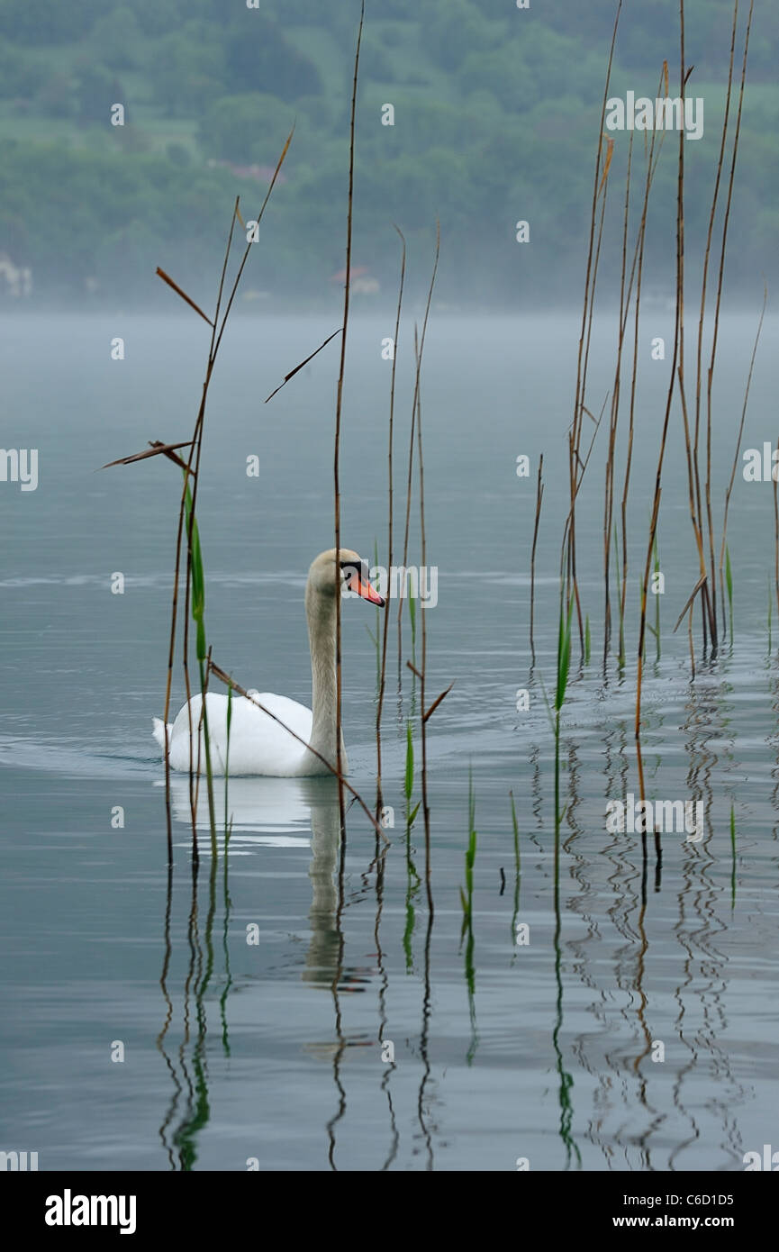 Mute swan (scientific name: Cygnus olor) swimming on Annecy lake ...