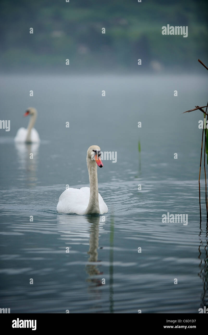 Mute swan bird scientific name hi-res stock photography and images - Alamy