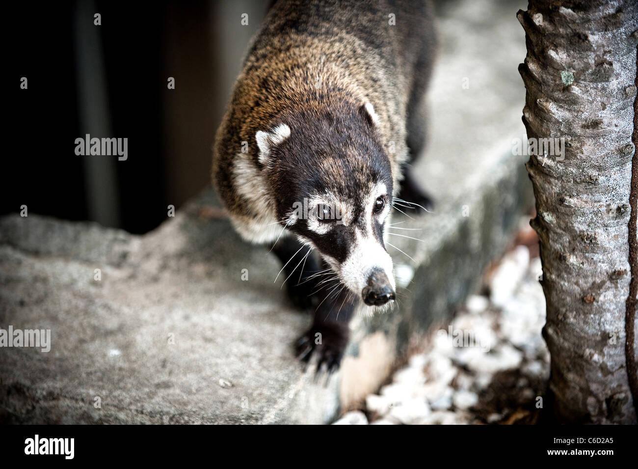 Coati in wild hi-res stock photography and images - Alamy