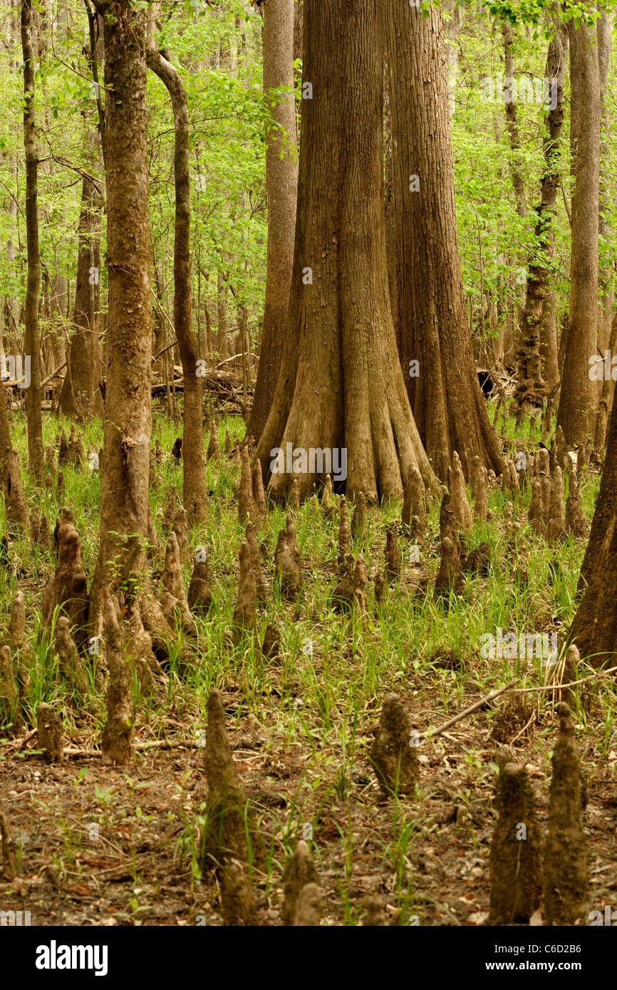 A cypress tree is surrounded by cypress knees jutting up out of the ...