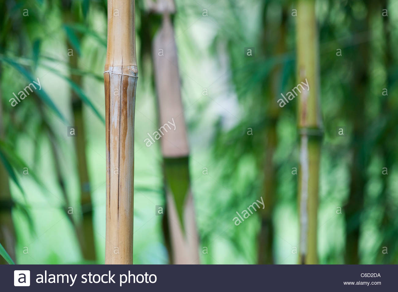 Bamboo Canes Stock Photos & Bamboo Canes Stock Images - Alamy