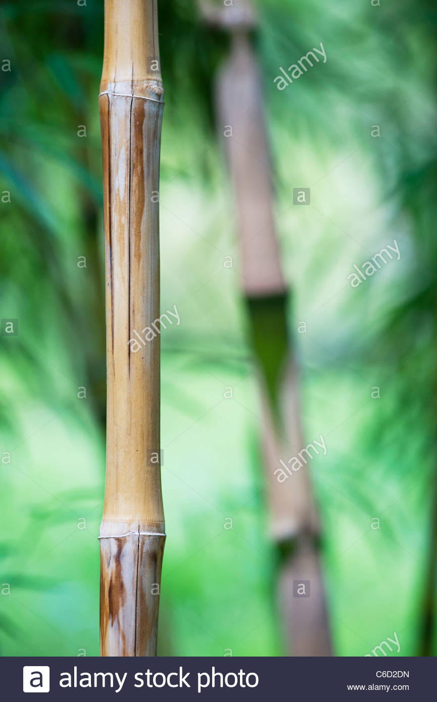Bamboo Canes Stock Photos & Bamboo Canes Stock Images - Alamy