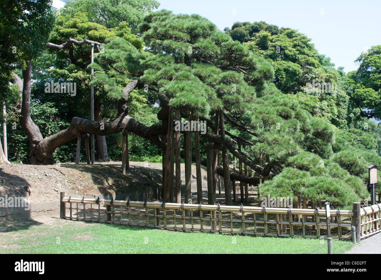 300 year old pine tree hi-res stock photography and images - Alamy