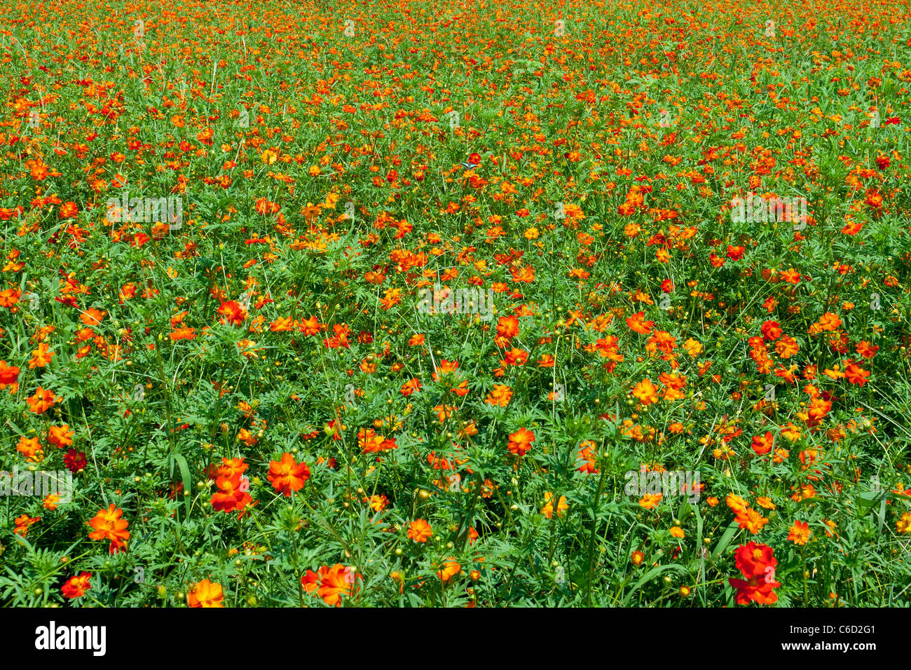 How to grow marigold hi-res stock photography and images - Alamy