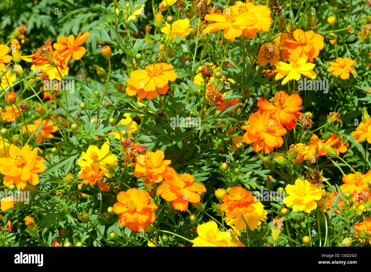 Marigold field closeup Stock Photo - Alamy