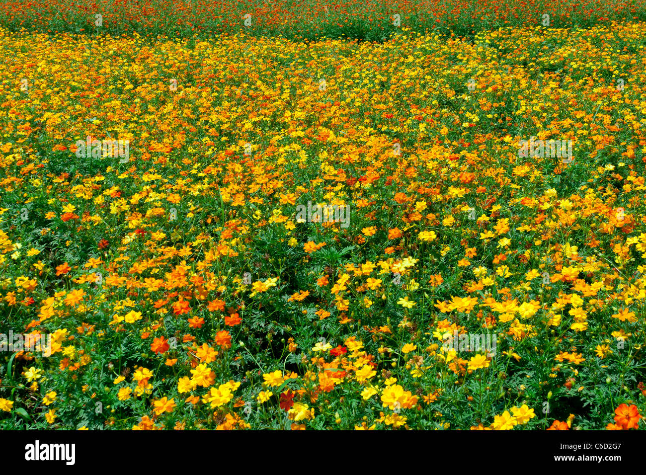 Marigold flower fields hi-res stock photography and images - Alamy