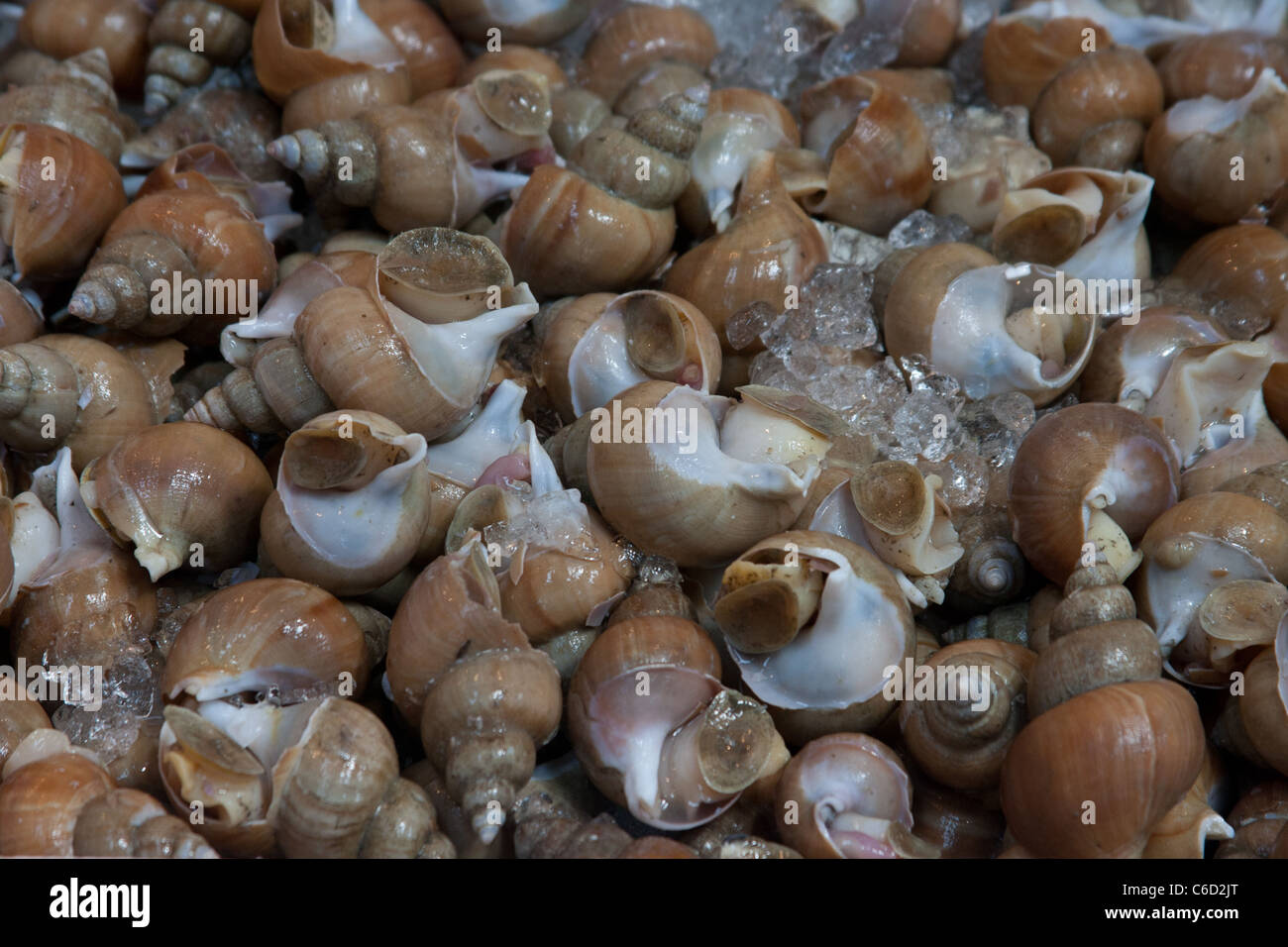 Tan spiral shell hi-res stock photography and images - Alamy