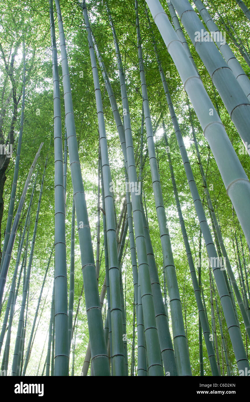 Long bamboo poles hi-res stock photography and images - Alamy