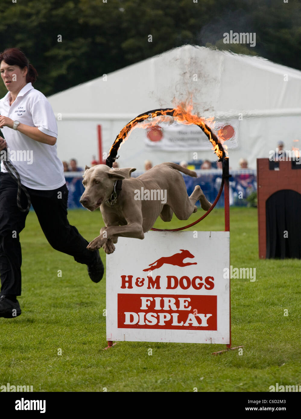 Dog agility park uk hi-res stock photography and images - Alamy