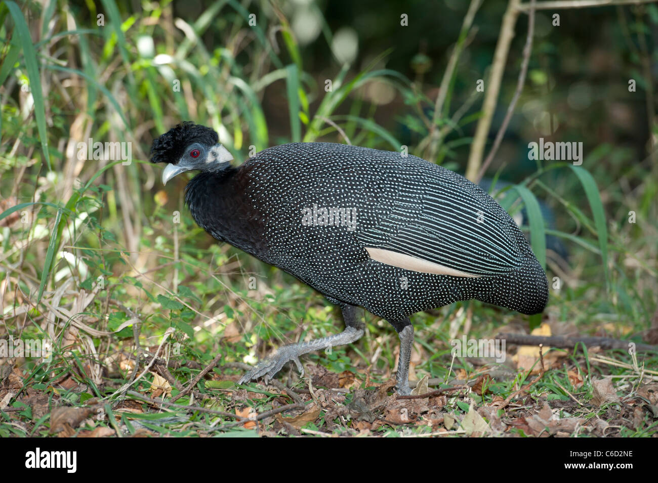 Crested Guineafowl (Guttera pucherani), Hluhluwe-Imfolozi Game Reserve ...